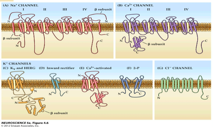 Solved General molecular structure of ion channel | Chegg.com