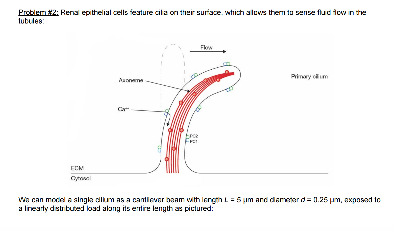 Solved Based on the above model, and given that the cilium | Chegg.com