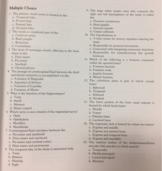 Solved The primary visual cortex is located in the: | Chegg.com