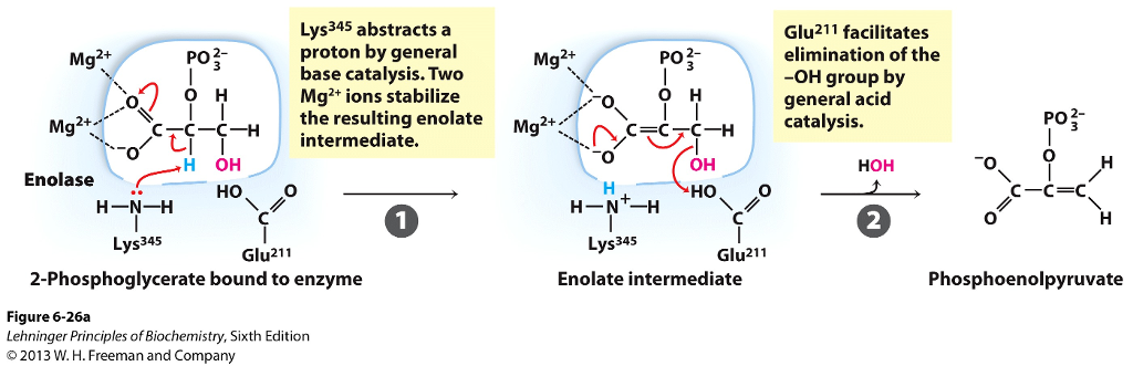 Enolase Catalyzes