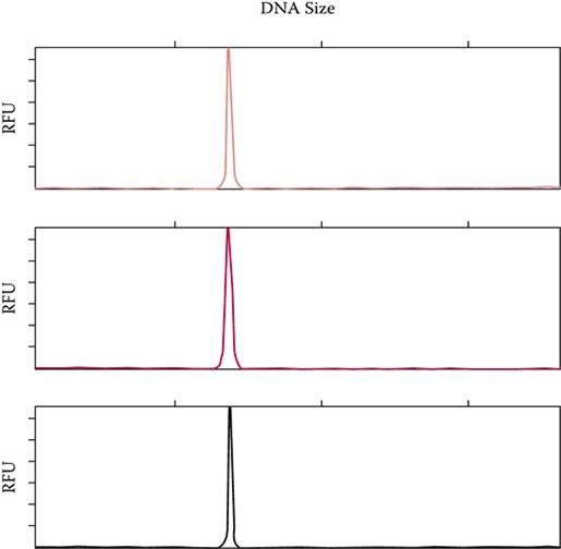 Solved Tall peaks in all colors of an electropherogram re | Chegg.com
