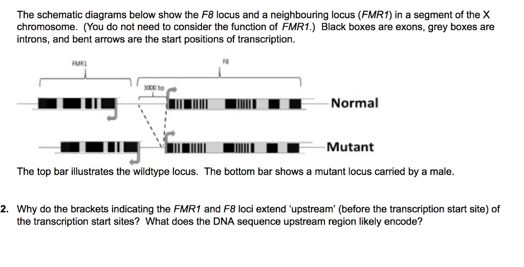 Solved The schematic diagrams below show the F8 locus and a | Chegg.com