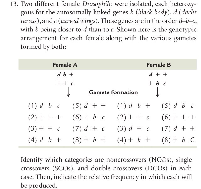 Solved Two different female Drosophila were isolated, each | Chegg.com