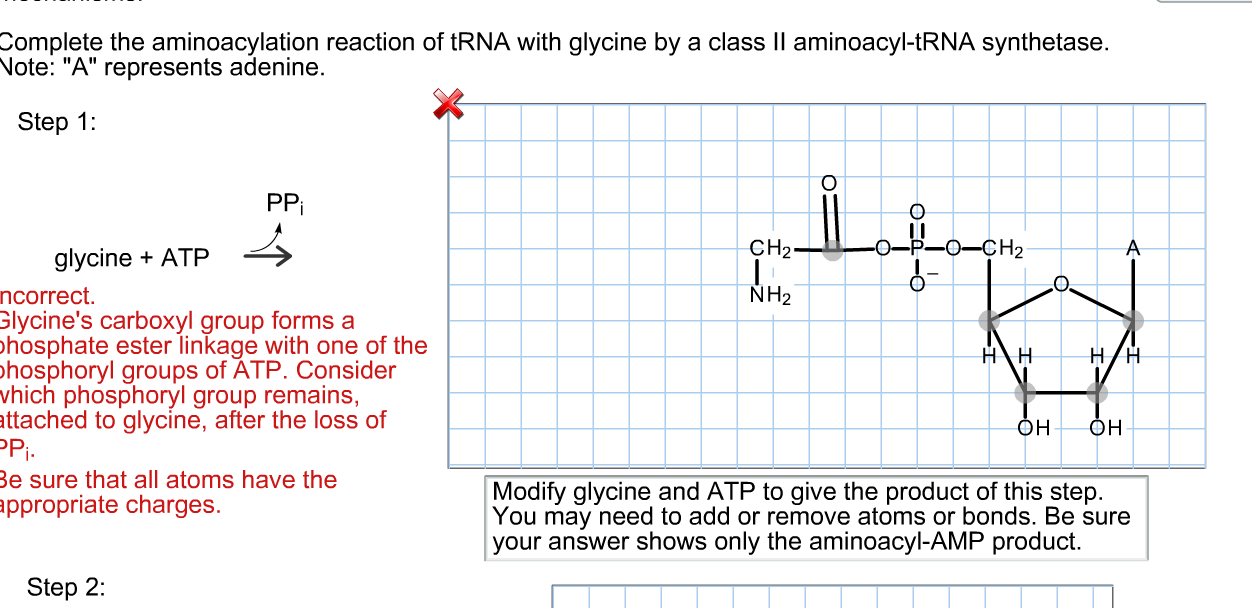 Solved Aminoacylation of tRNA involves the activation of an | Chegg.com