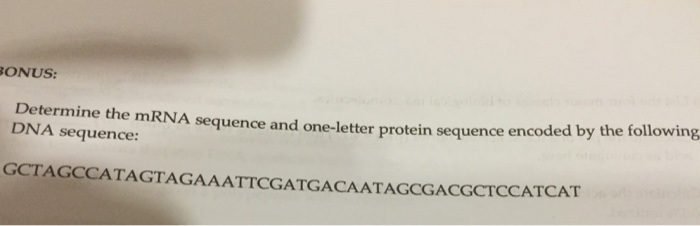 Solved Determine the mRNA sequence and one-letter protein | Chegg.com