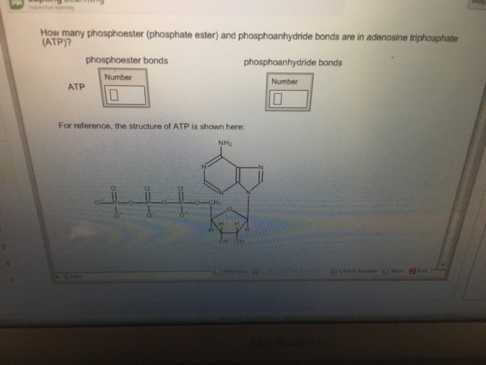 Solved How many phosphoester (phosphate ester) and | Chegg.com