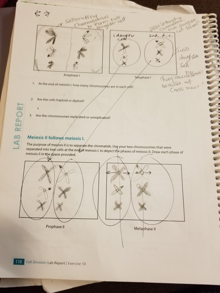 Solved EXERCISE 10: LAB REPORT Cell Division Name: MEIOSIS | Chegg.com