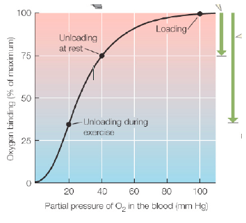 Solved In the plot of human hemoglobin oxygen loading & | Chegg.com