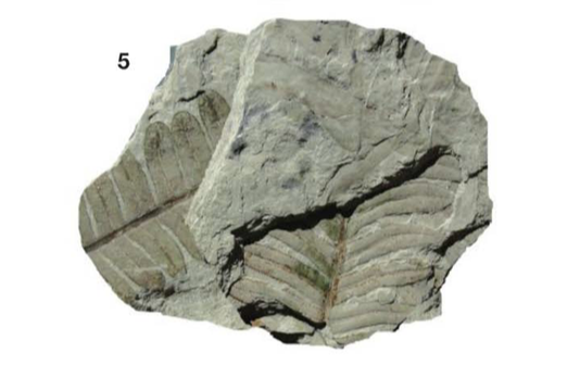 Solved The following sedimentary rock is a rock made from | Chegg.com