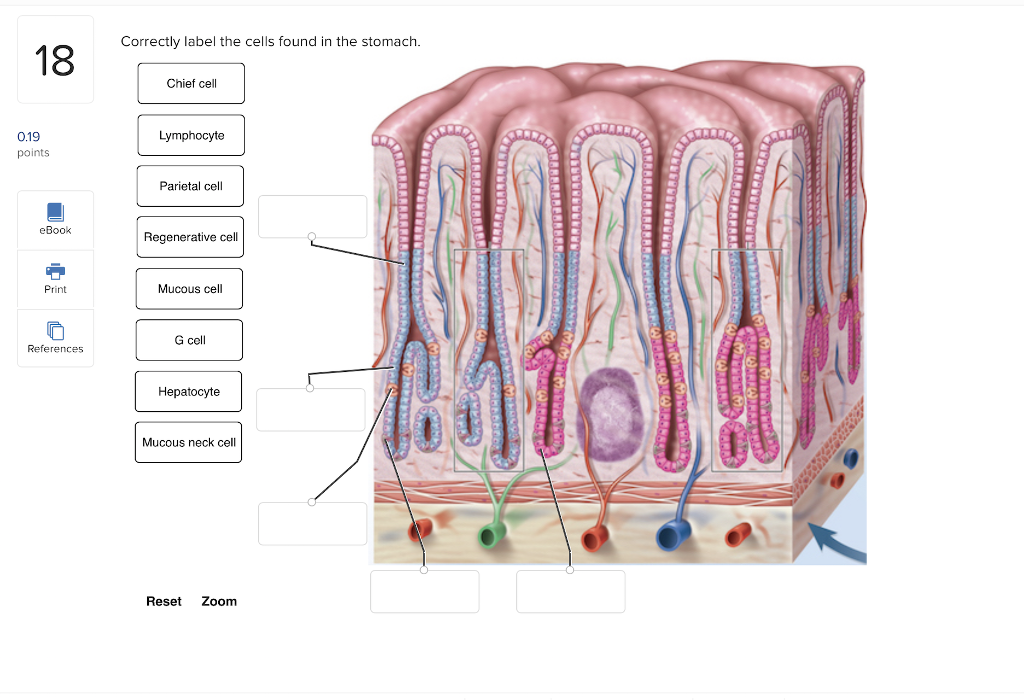 Solved Correctly label the cells found in the stomach Chief | Chegg.com