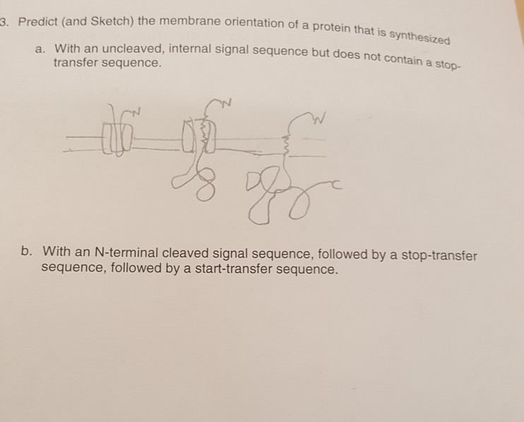 Solved embrane orientation of a protein that is synthesized | Chegg.com