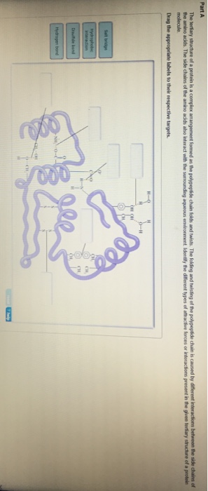 The ternary structure of a protein is a complex | Chegg.com
