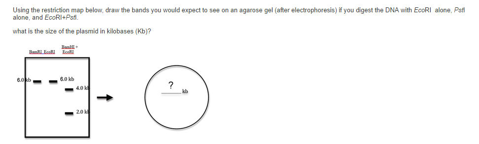 Solved Plasmid X is 8 kilobase pairs (kb) in size. Assume it | Chegg.com