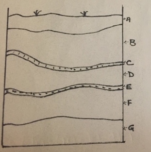 Solved A) Layer G in the stratigraphic profile below is a | Chegg.com