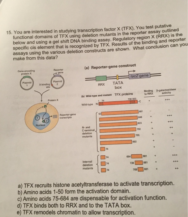 Solved You are interested in studying transcription factor X | Chegg.com