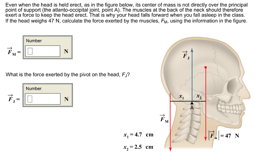 Solved Even when the head is held erect, as in the figure | Chegg.com