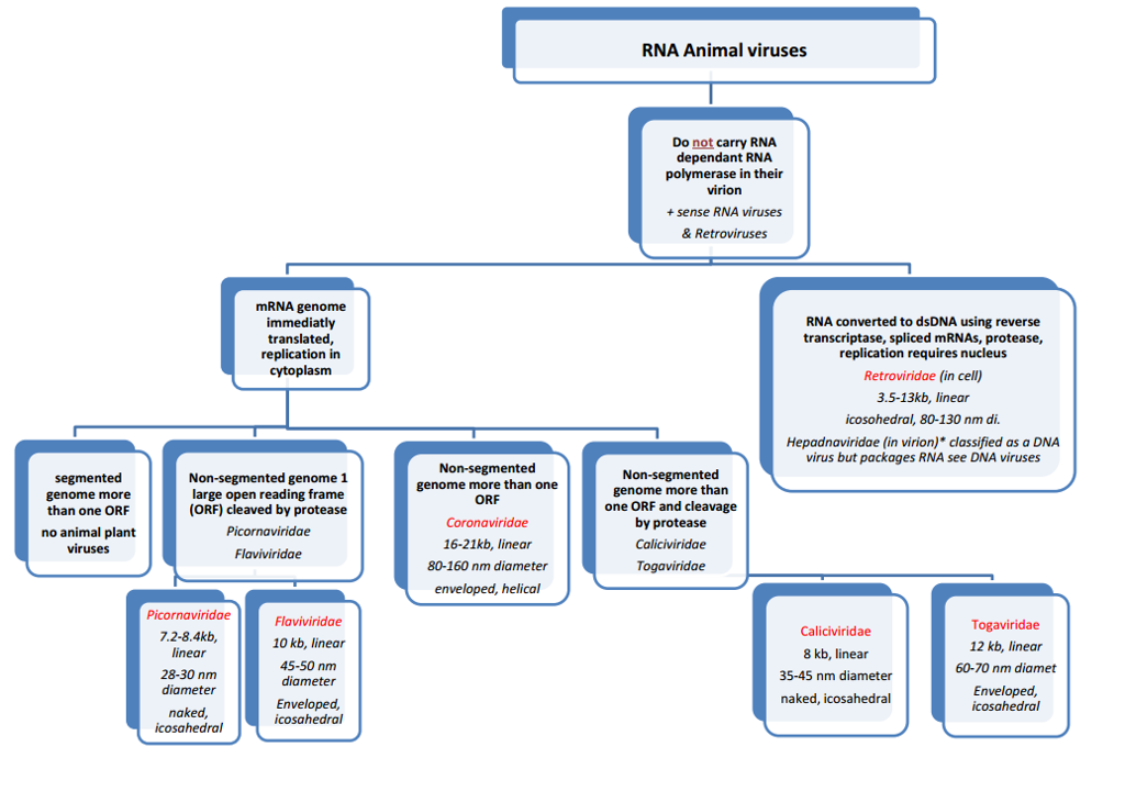 Solved RNA Animal Virus Carry RNA dependant RNA polymerase | Chegg.com