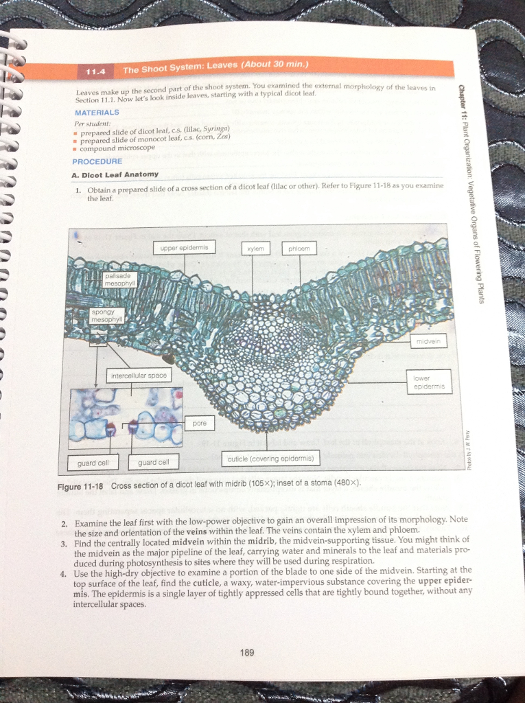 Solved 11.4 The Shoot System: Leaves (About 30 min.) Leaves | Chegg.com