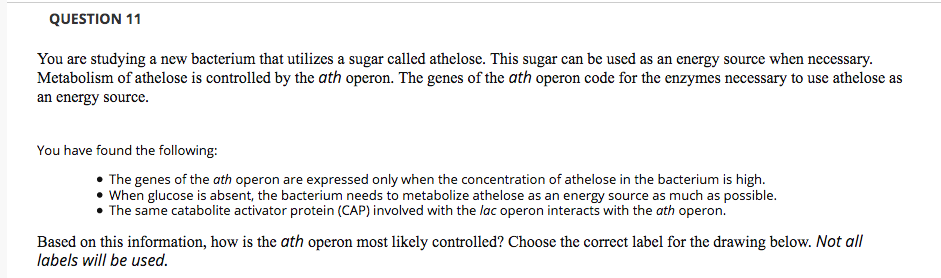 Solved QUESTION 11 You are studying a new bacterium that | Chegg.com
