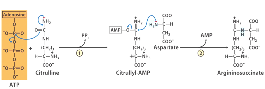 Solved The enzyme that catalyzes this reaction is called | Chegg.com
