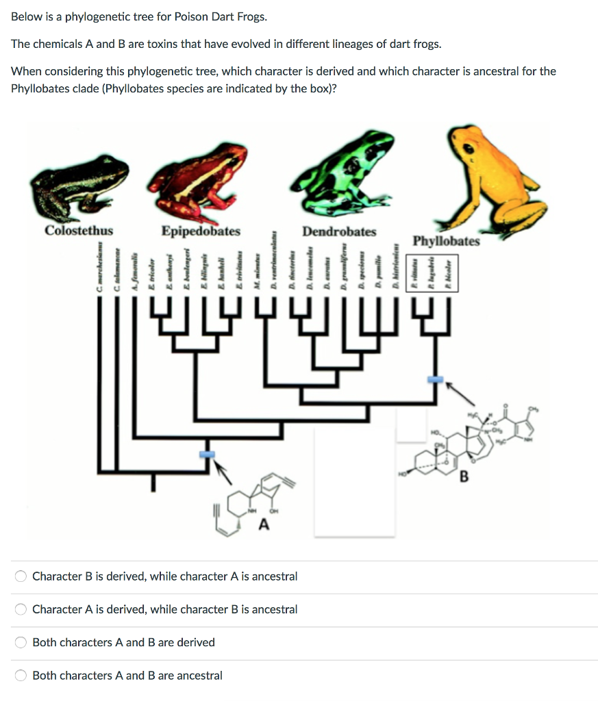 Solved Below is a phylogenetic tree for Poison Dart Frogs. | Chegg.com