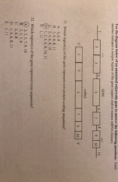 Solved Use the diagram below eukaryotic gene to answer the | Chegg.com