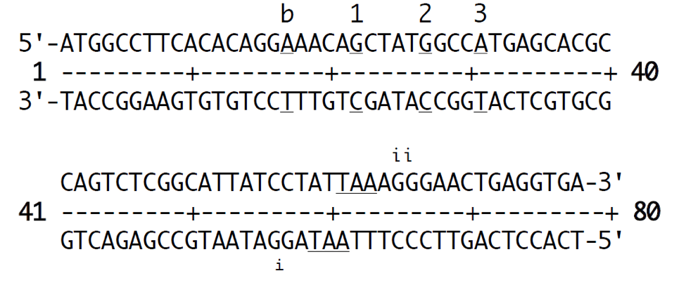 Solved The Following Double Stranded Dna Contains Sequence