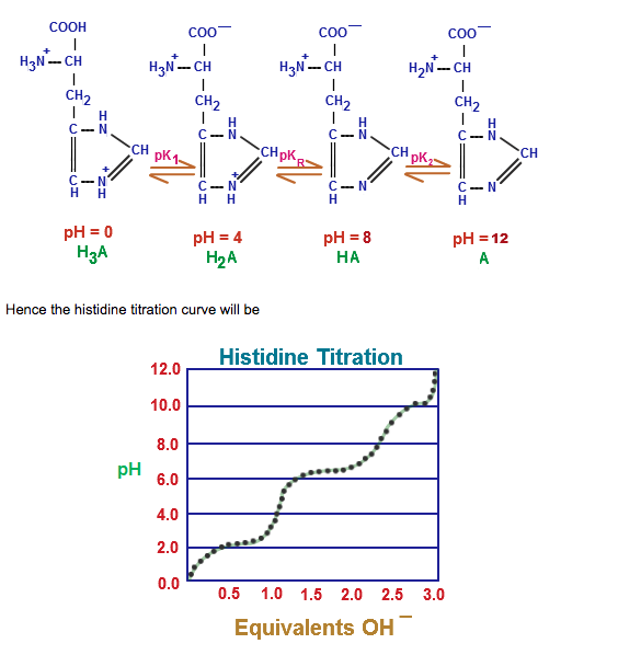 Solved If you did a titration of 20 mM Histidine with NaOH> | Chegg.com