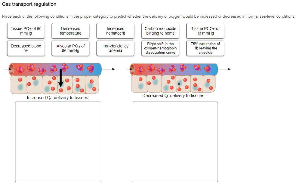 Solved Gas transport regulation Place each of the following | Chegg.com