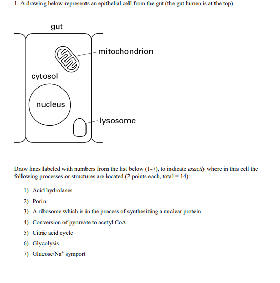 Solved 1. A drawi ing below represents an epithelial cell | Chegg.com
