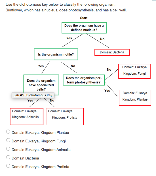 Solved Use the dichotomous key below to classify the | Chegg.com
