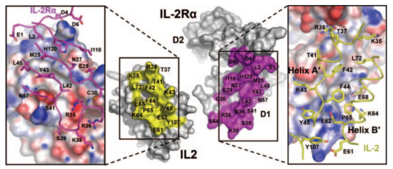 Solved IL2-Receptor (IL-2R) is a receptor of IL-2 that is | Chegg.com