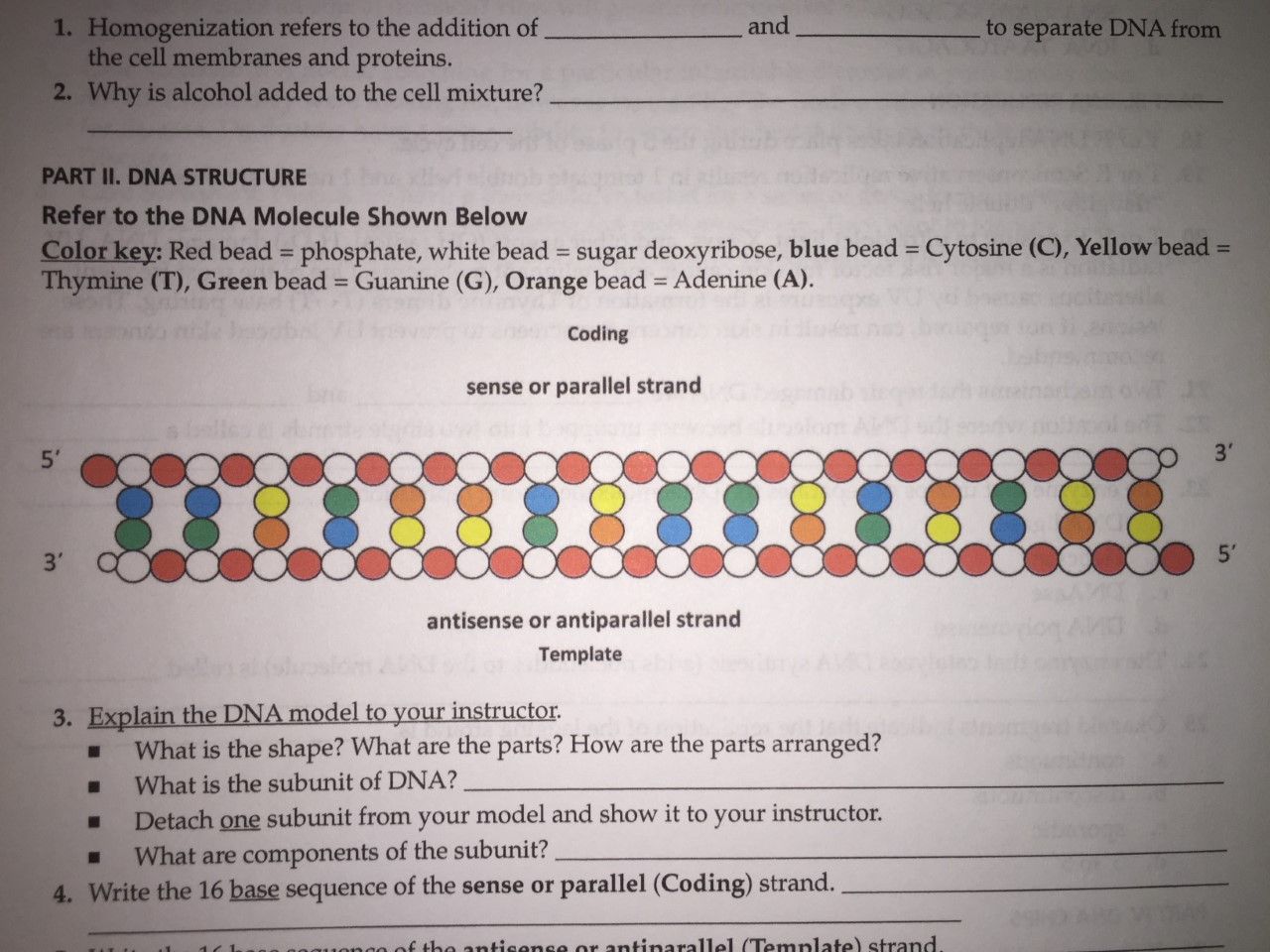 Solved Explain the DNA model. - What is the shape? - | Chegg.com