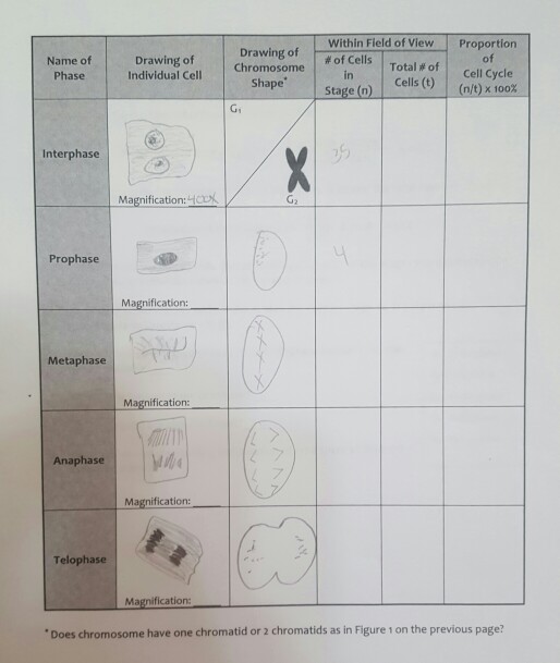 Solved Drawing of Chromosome Shape Within Field of View | Chegg.com