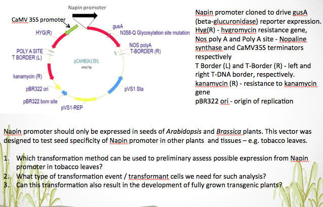 Solved: Napin Promoter Should Only Be Expressed In Seeds O... | Chegg.com