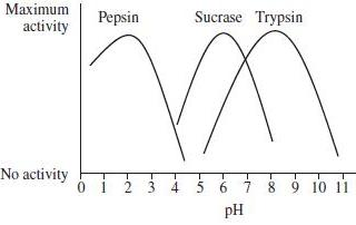 Solved The following graph shows the curves for pepsin, | Chegg.com
