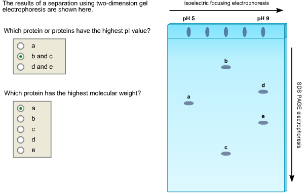 Solved The results of a separation using two-dimension gel | Chegg.com