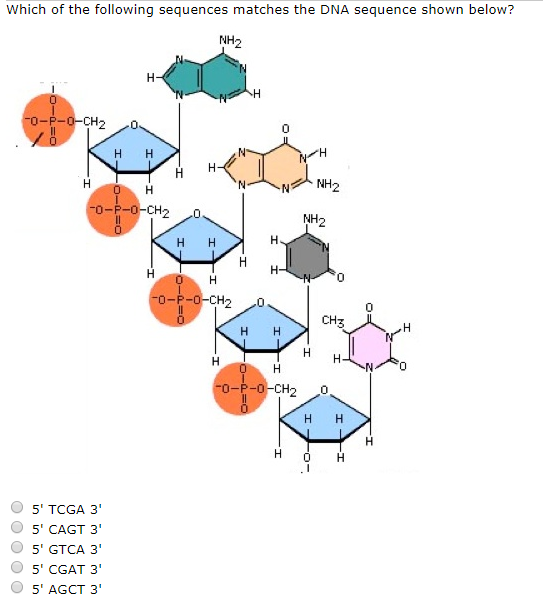 Solved Which of the following sequences matches the DNA | Chegg.com