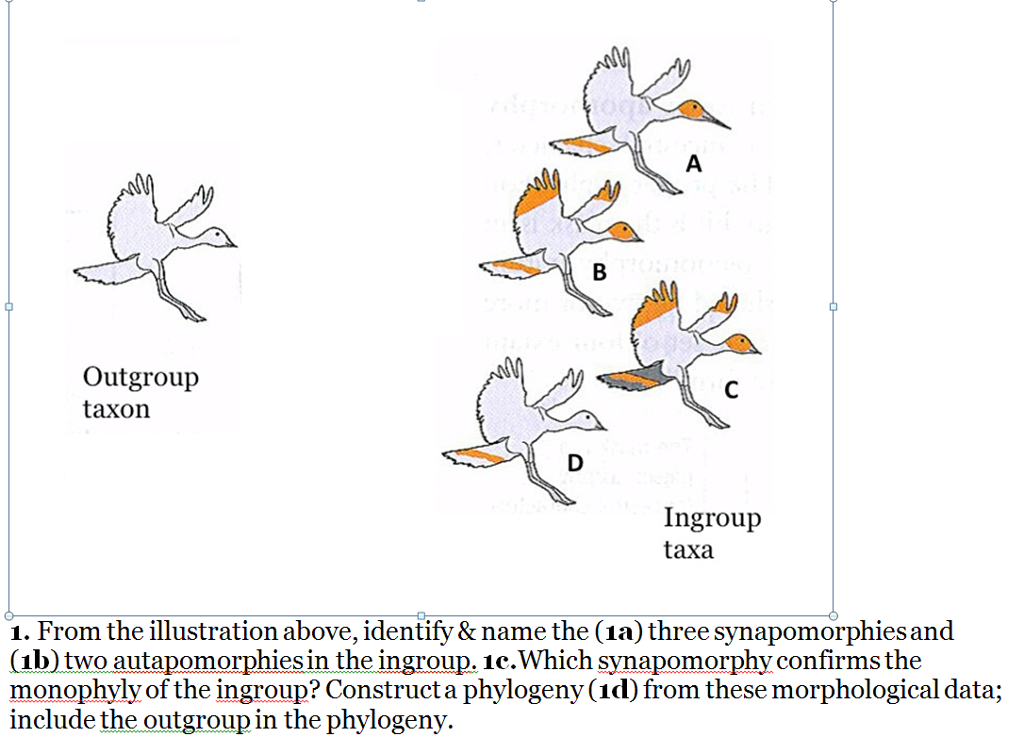 Solved From the illustration above, identify & name the | Chegg.com