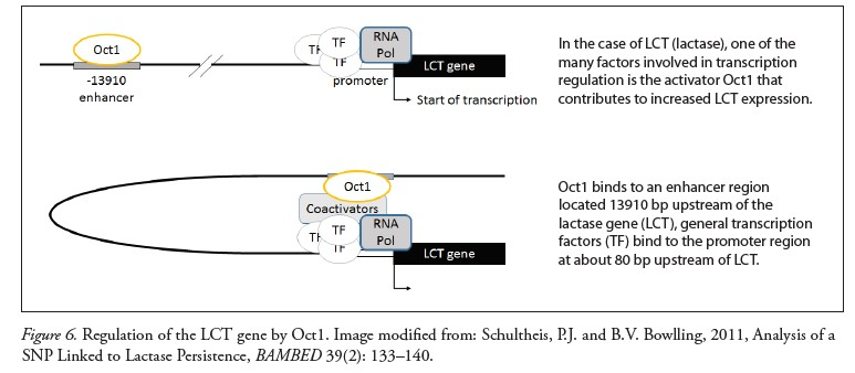 Solved The following is a diagram of the LCT (lactase gene) | Chegg.com