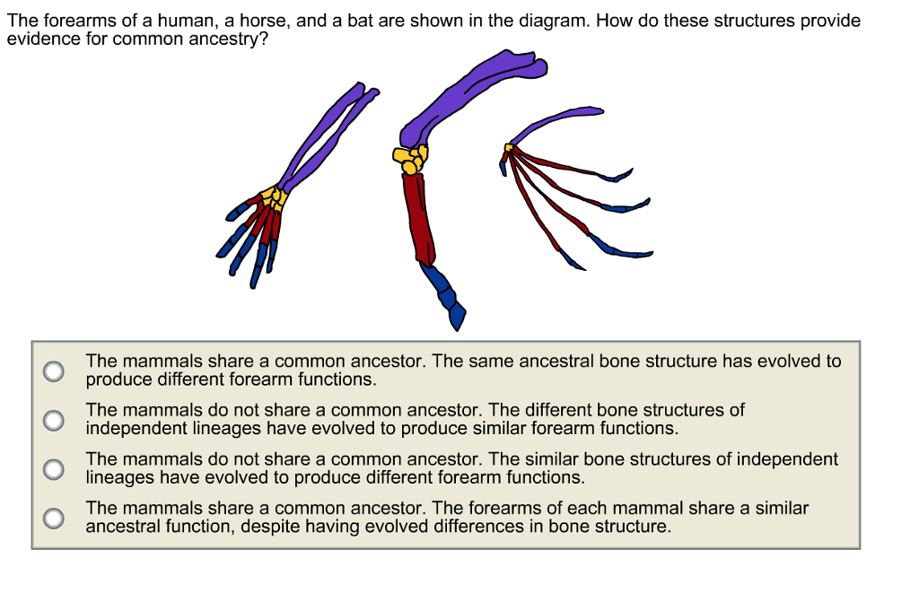 Solved The forearms of a human, a horse, and a bat are shown | Chegg.com