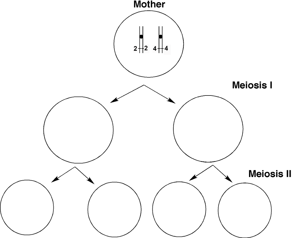 Solved In the diagram below, draw how the mother’s | Chegg.com