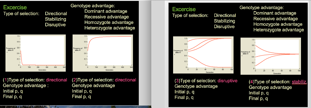Heterozygote Advantage Graph