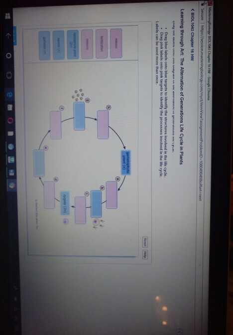 of Life Cycle in Plants Drag blue labels onto blue | Chegg.com