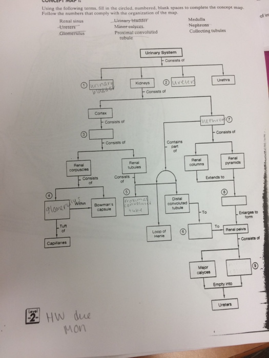 Urinary System Concept Map Answers - Dorice Jeannette Urinary System Concept Map Answers - Dorice Jeannette