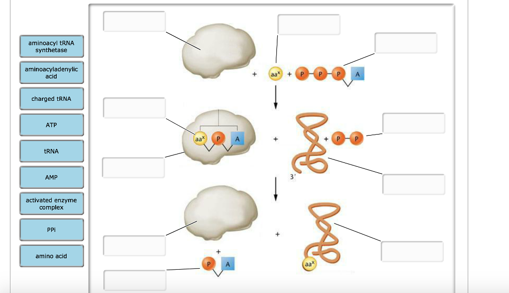 Solved aminoacyl tRNA. synthetase aminoacyladenylic acid | Chegg.com