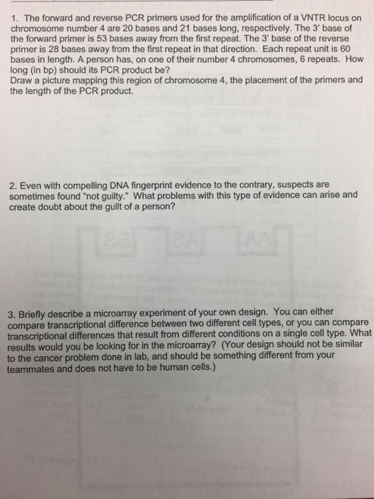 Solved 1. The forward and reverse PCR primers used for the | Chegg.com