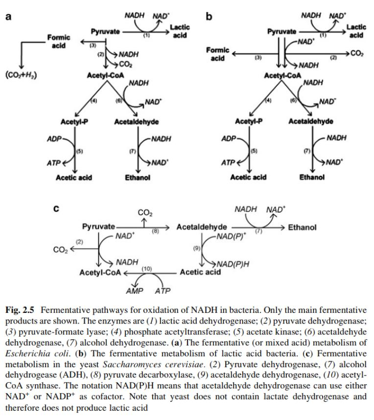 Problem 5.5 Production of propane 1,3-diol (3G) by | Chegg.com