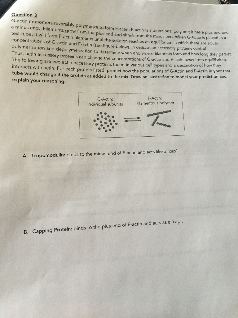 Solved Question 3 G-actin monomers reversibly polymerize to | Chegg.com