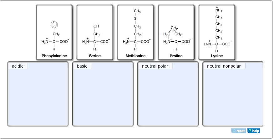 Amino acids are the building blocks of proteins. | Chegg.com